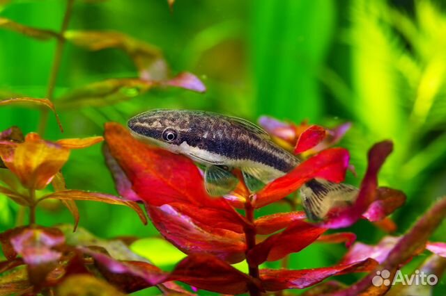 Аквариумная рыбка - отоцинклюс аффинис