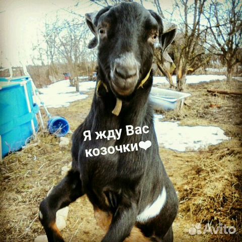 Козел приглашает на вязку