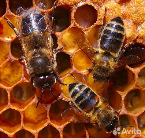 Продаются пчелы