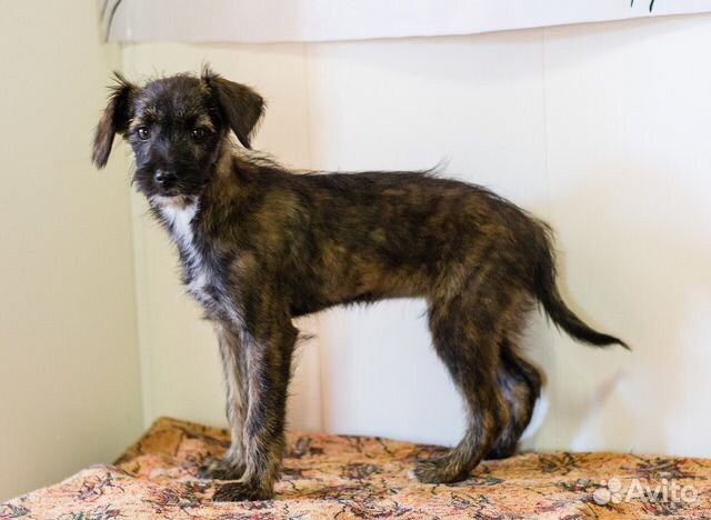 Щенок из Центра Безнадзорных Животных