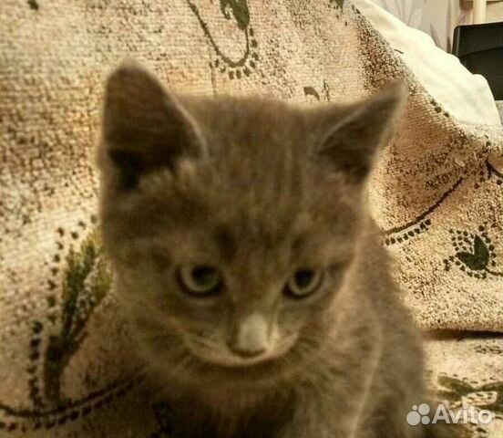 Плюшевый, "золотой" котенок в добрые руки