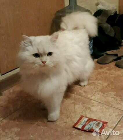 Персидский котик