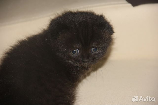 Шотландские котята