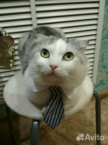 Британец скотиш фолд на вязку