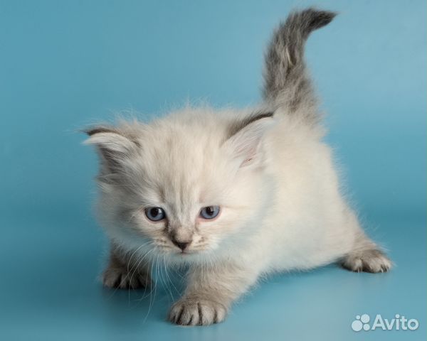 Чудо-малышка от крутых родителей