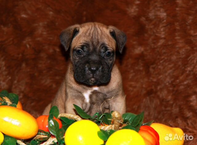 Ярко-рыжий мальчик кане корсо и другие