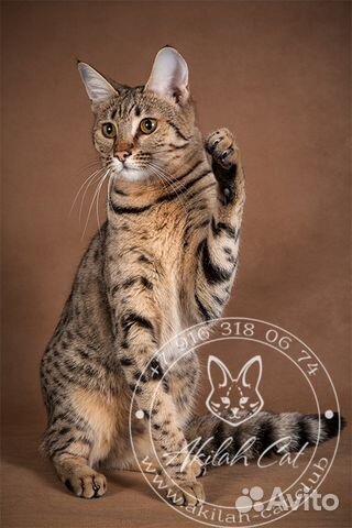 Котята Саванна (Ф3)
