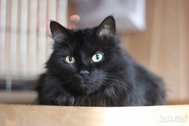 Чернуша ищет дом