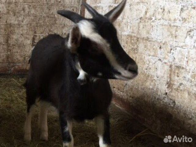 Продам козлика