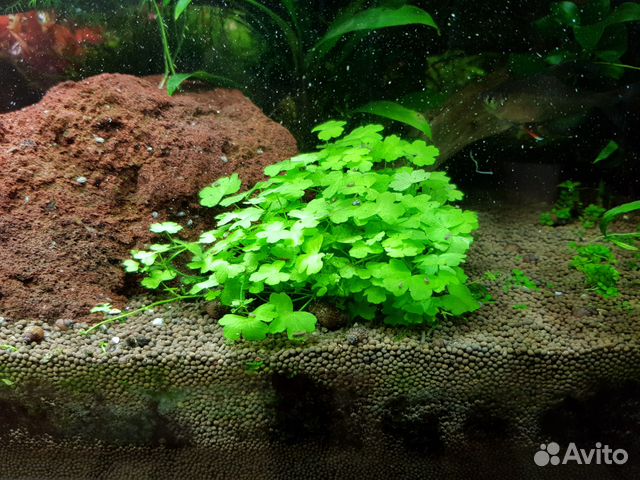 Гидрокотила трипартита (Hydrocotyle tripartita)