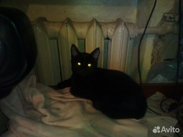 Отдадим черного котика в хорошие руки