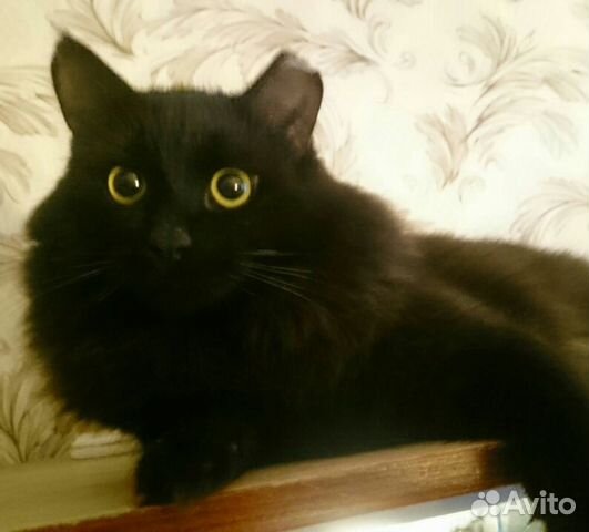 Шикарный кот, 2 года