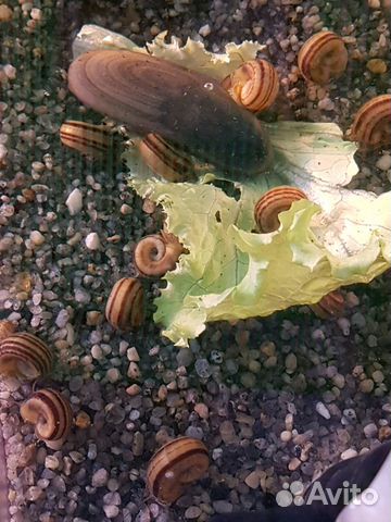 Улитка Мариза