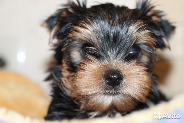 Йоркширский тойтерьер