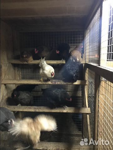 Куры-несушки