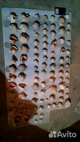 Ракушки рапаны раковины с Чёрного моря