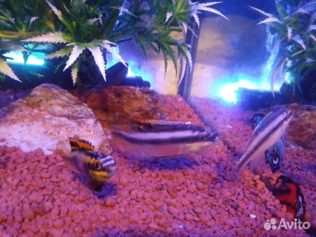 Пельвикахромисы подростки и пара-производители