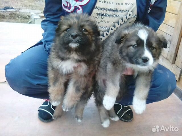 Очаровательные, плюшевые щенки в добрые руки