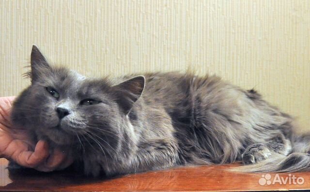 Нежная кошечка Муся