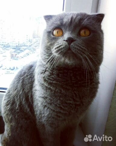 Кот ищет кошечку