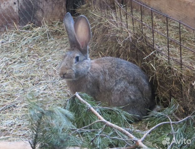 Самки, крольчата от 1,5 мес
