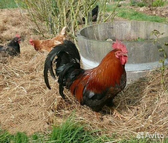 Петя петушок