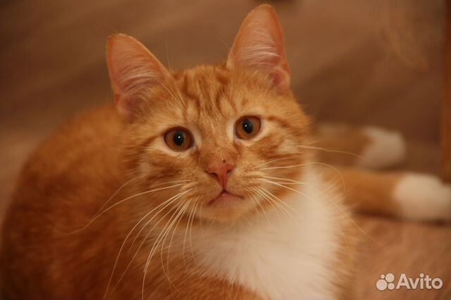 Рыжуль в добрые руки