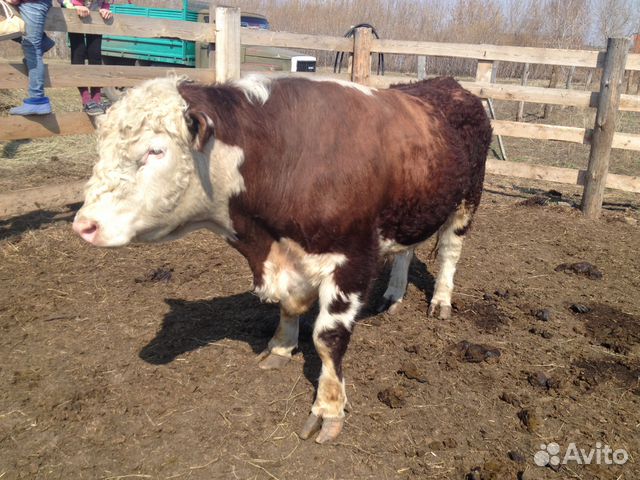 Бык Герефорд