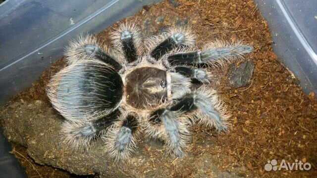 Паучки птицееды для новичков