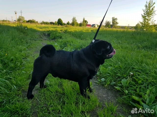 Мопс вязка