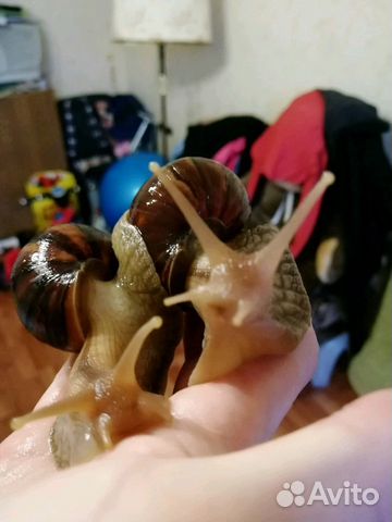 Улитка Ахатина