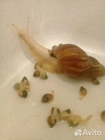 Улитки Ахатины