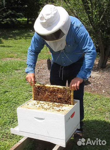 Возьму пчел
