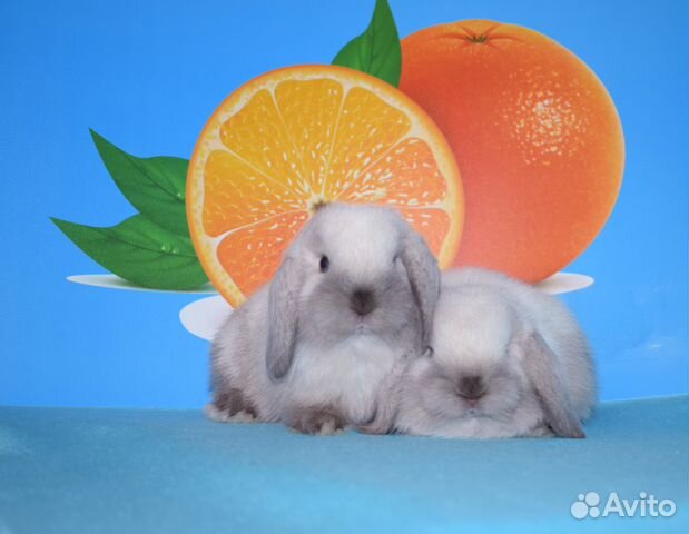 Карликовые кролики Сиамы Питомник Доставка Клетки