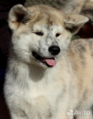 Красавица тигрица