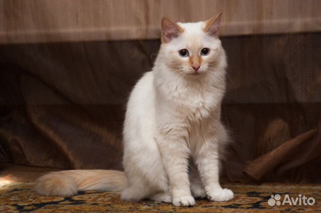 Котеечка,девочка,умница красавица