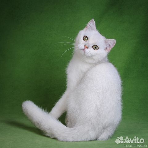 Перспективный британец