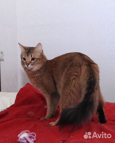 Взрослая девочка Сомали