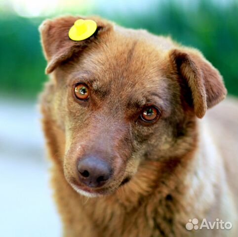 Каштанка ищет дом