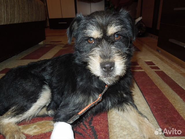 Небольшая собачка Жужу ищет дом