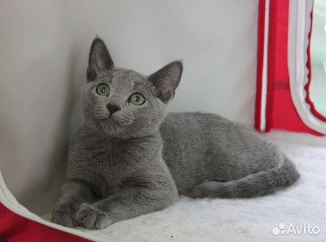 Котята русской голубой