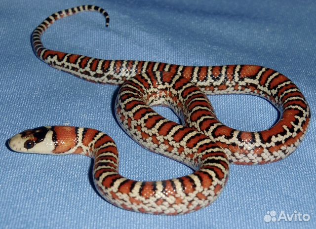 Молочная змея Lampropeltis pyromelana knoblochi