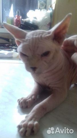 Кот кремовый 1 год. самсон