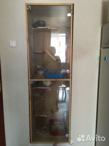 Пара шиншилл с витриной