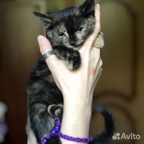 Котёнок, черепаховая девочка
