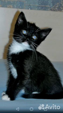 Красавчик Генри черно-белый мальчик 2 мес. в дар