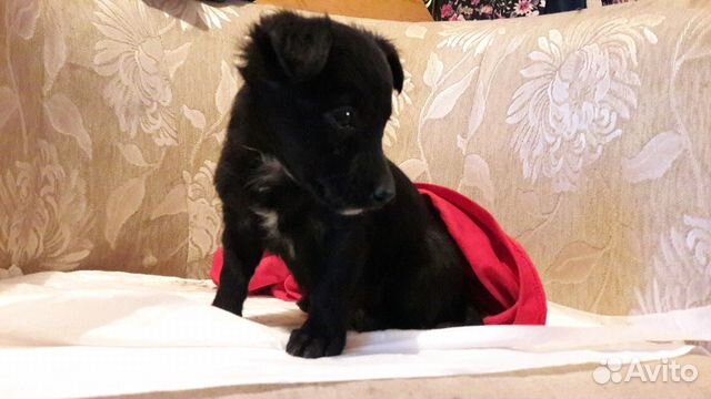 Лапочка в добрые руки