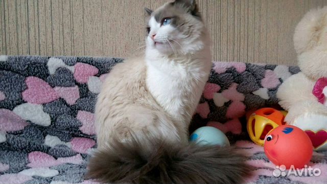 Славные малышки рэдголл