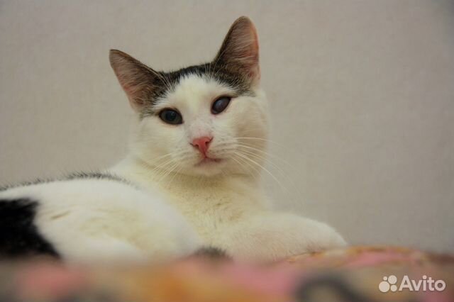 Беляшик ищет дом