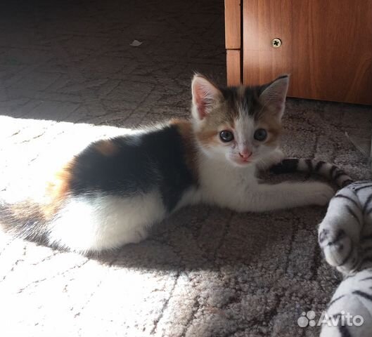 Котята (1,5 месяца)